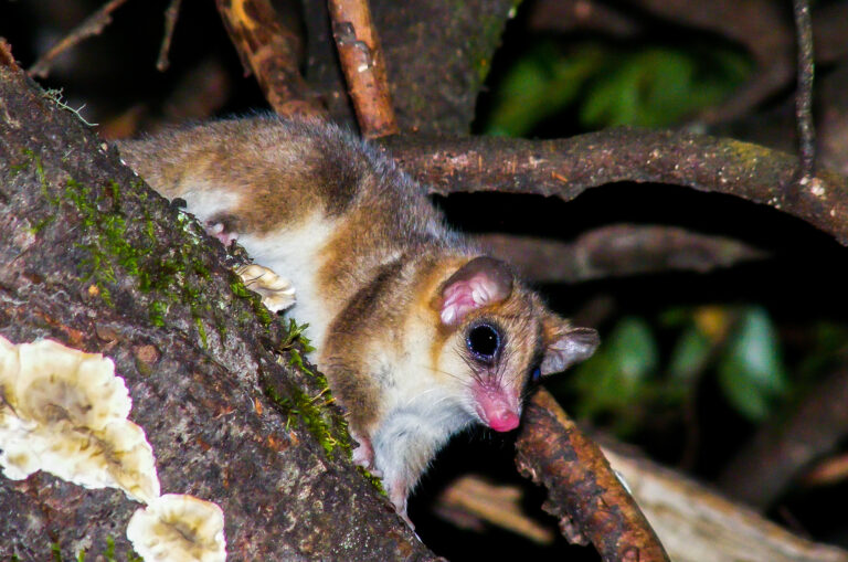 ¿Qué características tiene el monito del monte? - Educación y Arte